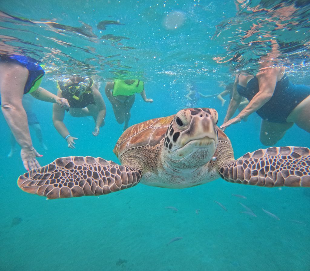 Cruise Shore Excursions - Curacao Swimming with Sea Turtles Shore ...