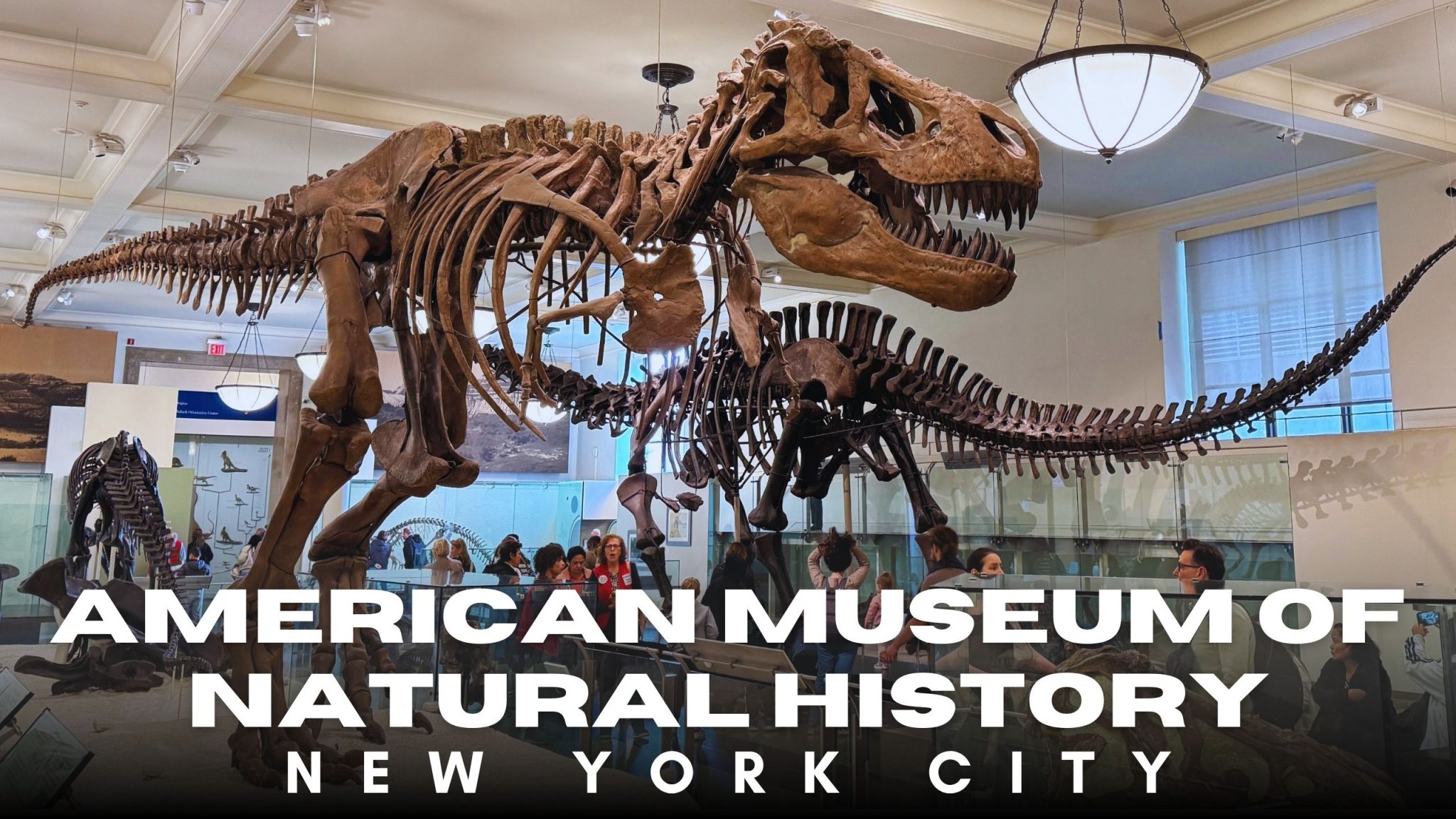 American Museum of Natural History Tour & Review | Must-See Exhibits ...
